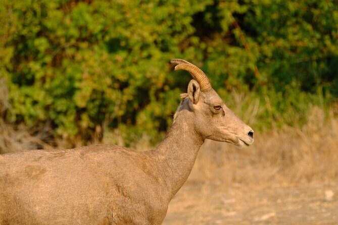 Whitewater Rafting the Salmon River - Full Day - Real Traveler Insights