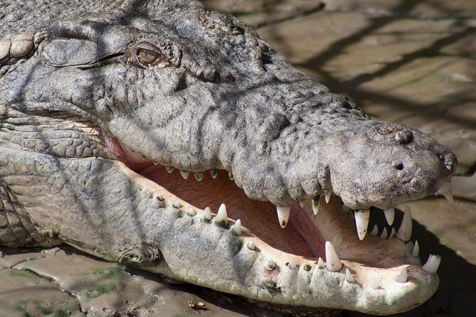 Whitsunday Crocodile Safari from Airlie Beach including Lunch - A Deep Dive into the Tour Experience
