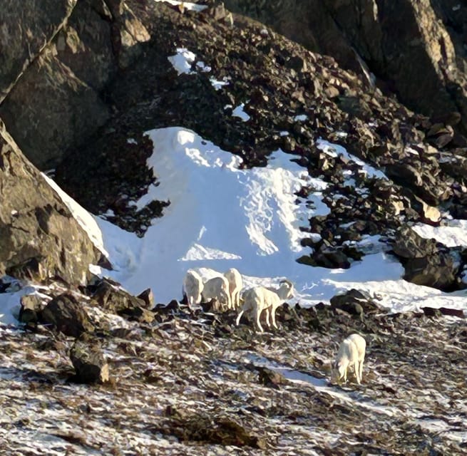 Whittier: Cruise Transit Tour to & from Anchorage - Anchorage Highlights: Sweets, Seafood, and Sea Planes