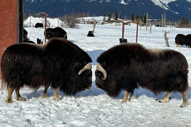 Whittier to Anchorage Half Day Transit Tour From the Port - A Detailed Look at the Tour Experience