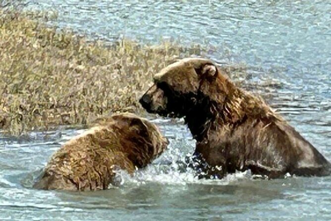 Whittier to Anchorage Half Day Transit Tour From the Port - Who Will Love This Tour?