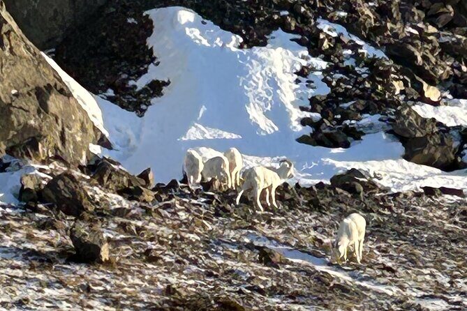 Whittier to Anchorage Half Day Transit Tour From the Port - FAQ