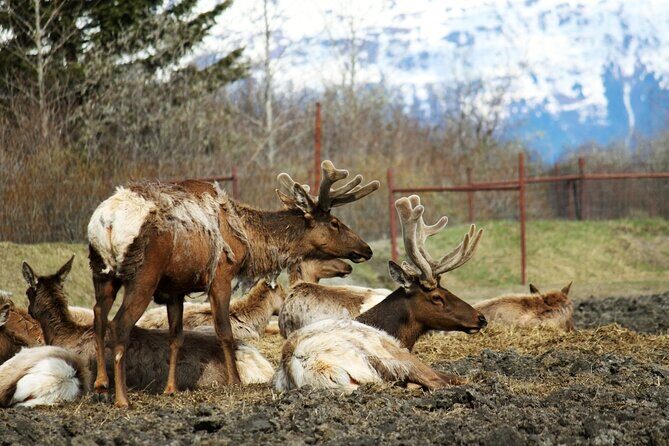 Whittier to Anchorage Post Cruise Wildlife Glacier Tour - Transportation, Duration, and Group Size