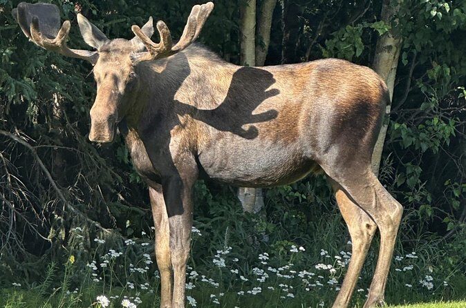 Whittier to Anchorage Sightseeing with Wildlife Tour - Who Will Love This Tour?