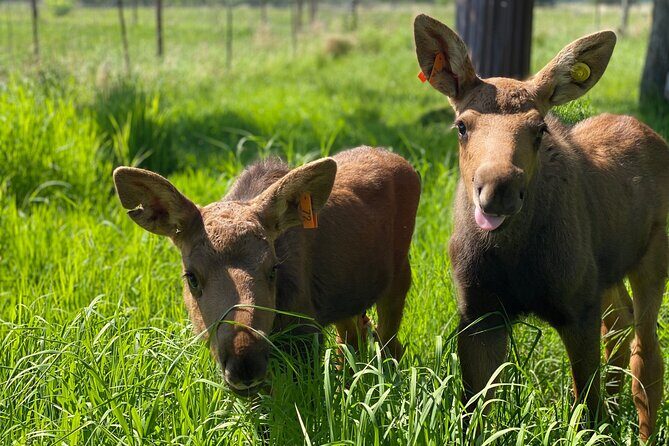 Whittier to Anchorage Wildlife Extravaganza - A Scenic Drive into Alaska’s Wild Heart