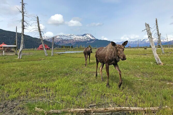 Whittier to Anchorage Wildlife Extravaganza - Practical Details and What to Expect