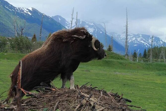 Whittier to Anchorage Wildlife Extravaganza - What Past Travelers Say