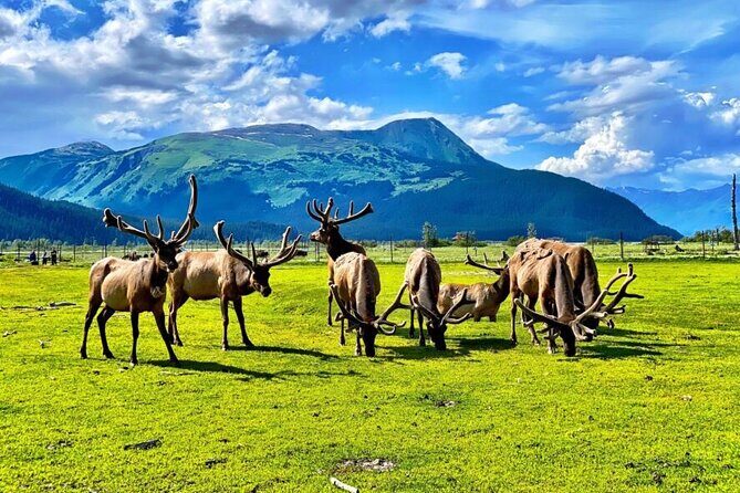 Whittier to Anchorage Wildlife Extravaganza - The Sum Up