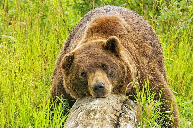 Whittier to Anchorage Wildlife Extravaganza - FAQ