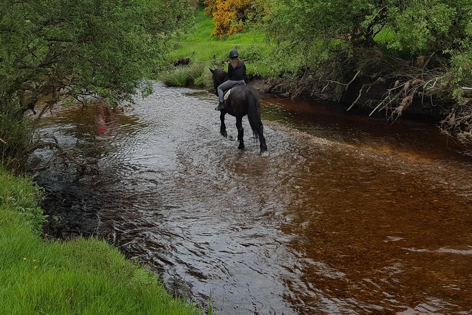 Wicklow Mountains Horse Trekking - The Experience in Practice: A Step-by-Step Breakdown