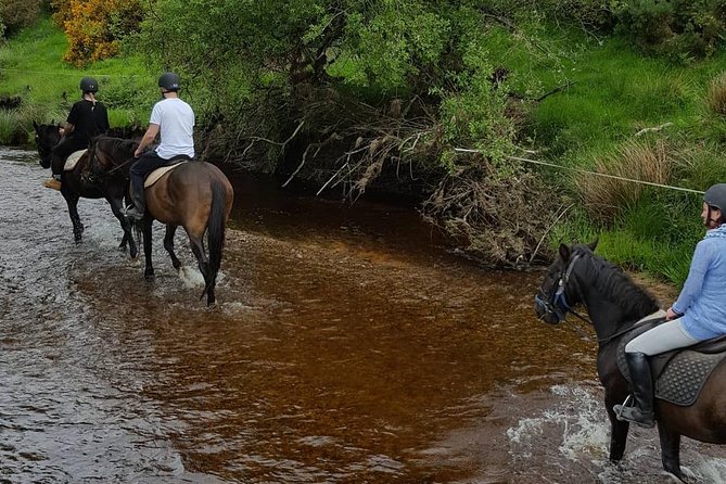 Wicklow Mountains Horse Trekking - Final Thoughts: Is Wicklow Mountains Horse Trekking Worth It?