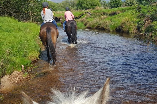 Wicklow Mountains Horse Trekking Review - Scenic Views and Horse Behavior