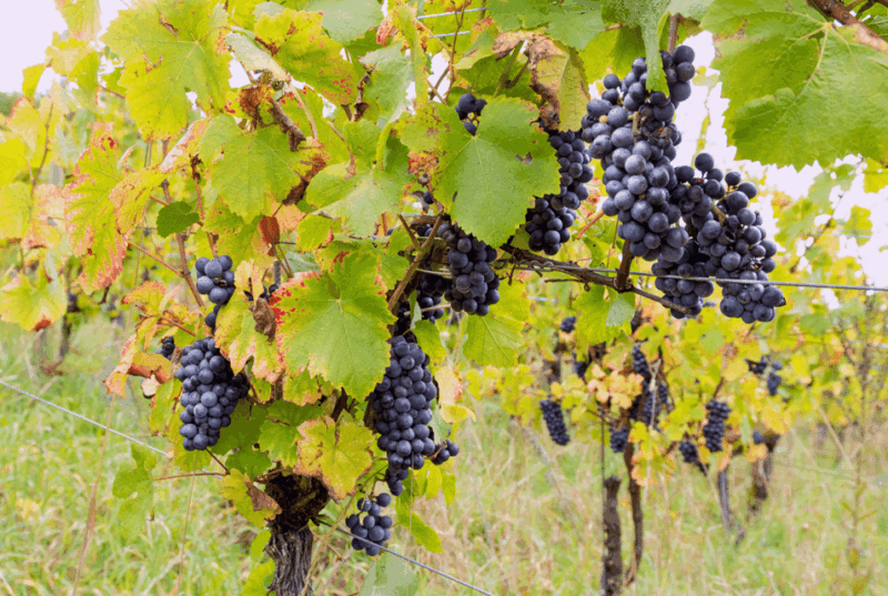 Wihr-au-Val: Wine Tasting and Cellar Tour - Tasting Experience