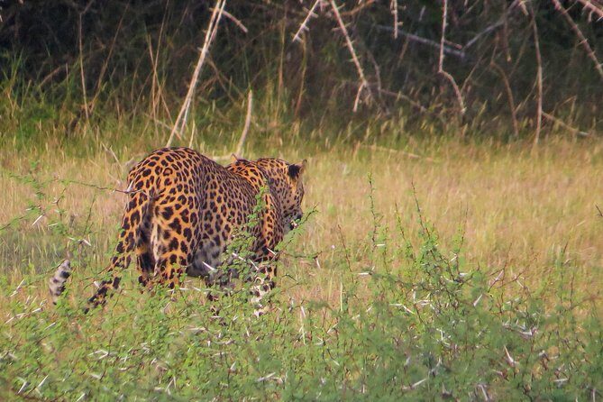 Wild Adventures Safari from Wilpattu - Key Points
