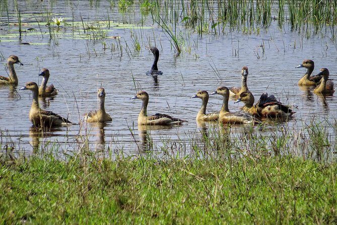 Wild Adventures Safari from Wilpattu - Birdwatching and Butterfly Watching
