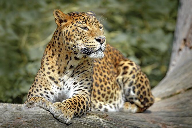 Wild Adventures Safari from Wilpattu - Practical Aspects and Logistics