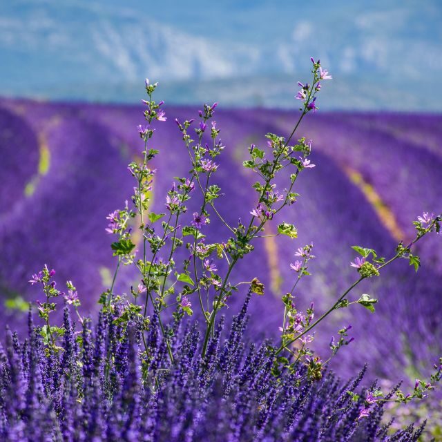 Wild Alps, Verdon Canyon, Moustiers village, Lavender fields - An Introduction to the Tour