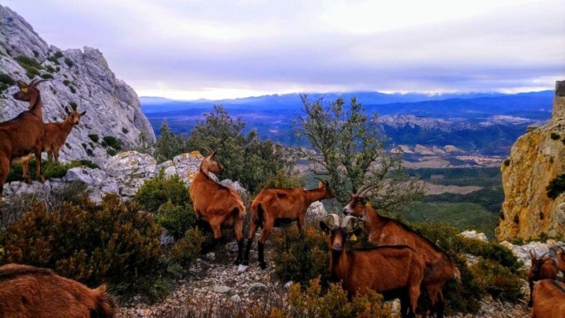 Wild Alps, Verdon Canyon, Moustiers village, Lavender fields - Who Will Love This Tour?