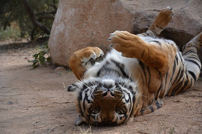 Wild Animal Nature Park Scenic Route 66 Crozier Canyon - The Tour Itinerary in Detail
