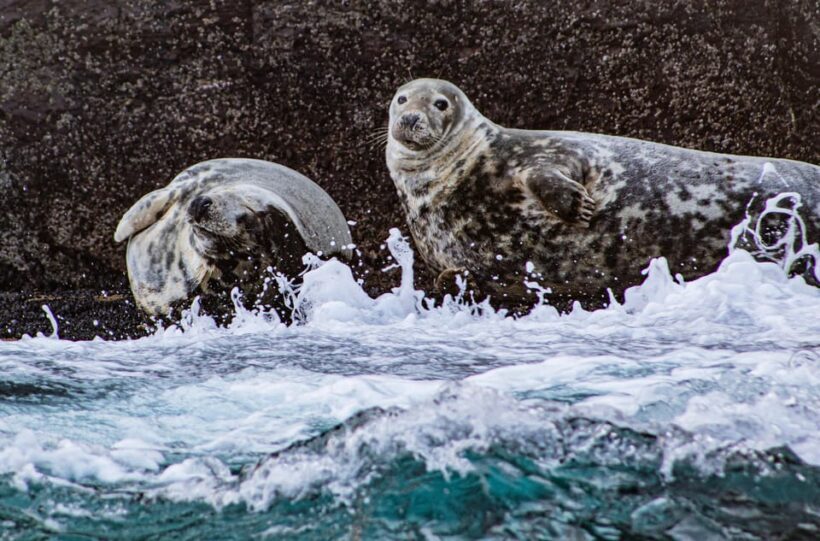 Wild Atlantic Way: Wildlife Eco Cruise - Key Points
