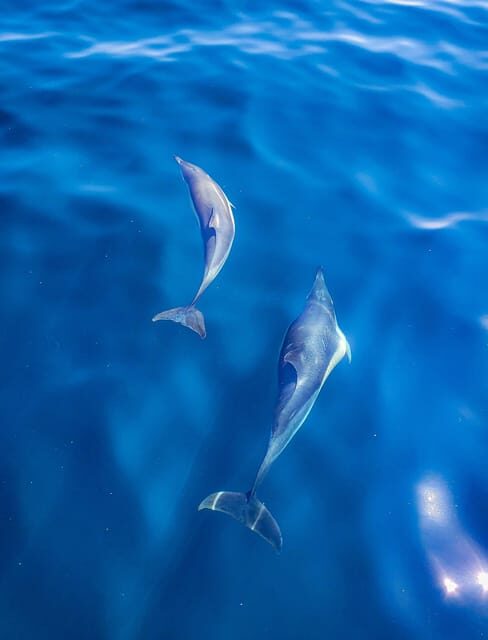 Wild Atlantic Way: Wildlife Eco Cruise - An In-Depth Look at the Wild Atlantic Way Wildlife Eco Cruise