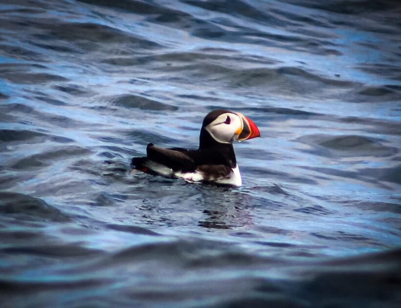 Wild Atlantic Way: Wildlife Eco Cruise - FAQs
