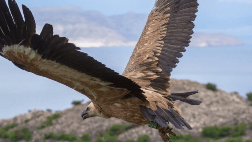 Wild Bays and Plavnik Island: A whole day private boat tour - Key Points