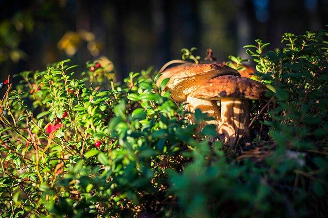 Wild Berries and Mushroom picking tour - A Detailed Look at the Wild Berries and Mushroom Picking Tour