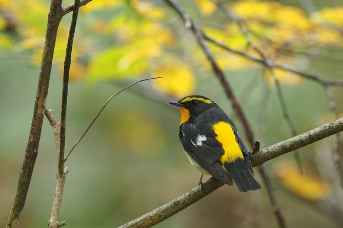 Wild Bird Sanctuary Forest Guided Tour in Nagano - Key Points