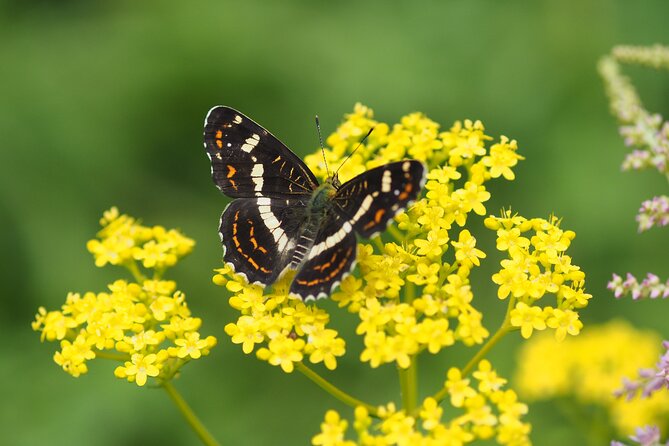 Wild Bird Sanctuary Forest Guided Tour in Nagano - Meeting and Pickup Location