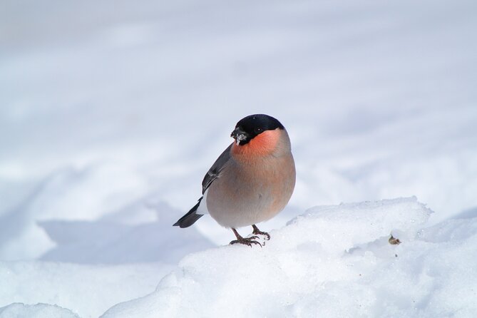Wild Bird Sanctuary Forest Guided Tour in Nagano - Practical Information