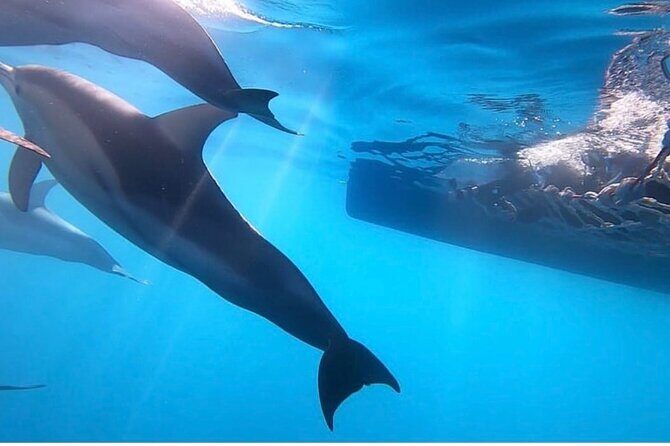 Wild Dolphin Swim Cruise - An In-Depth Look at the Wild Dolphin Swim Cruise