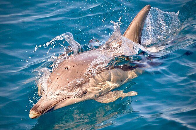 Wild Dolphin Swim Cruise - FAQs