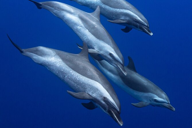 Wild Dolphin Watching and Snorkel Safari Off West Coast of Oahu - Authentic Traveller Feedback
