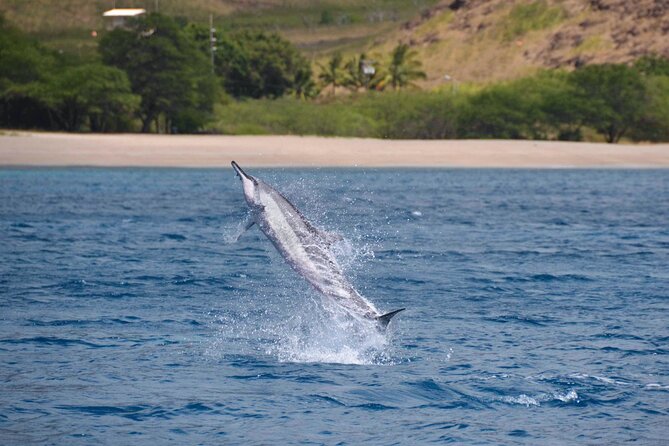 Wild Dolphin Watching and Snorkel Safari Off West Coast of Oahu - Frequently Asked Questions