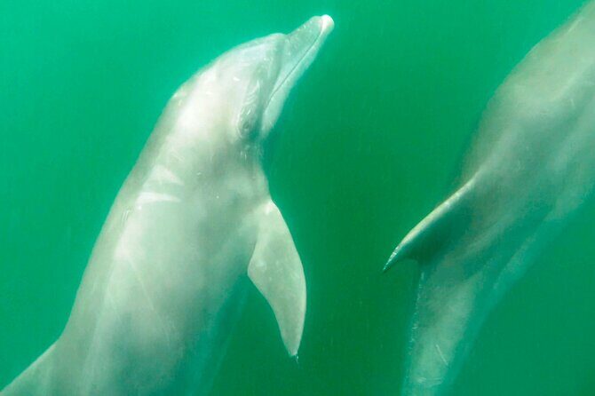 Wild dolphins encounter & snorkeling - Introduction: What to Expect from the Tour