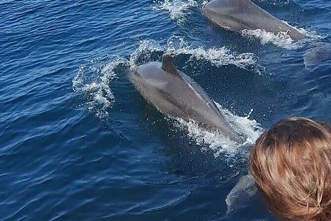 Wild dolphins encounter & snorkeling - The Experience of the Guides and Small Group Dynamics