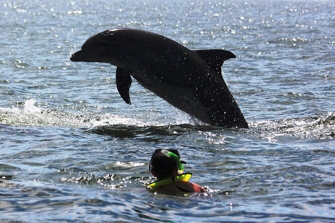 Wild dolphins encounter & snorkeling - Snorkeling & Underwater Experience