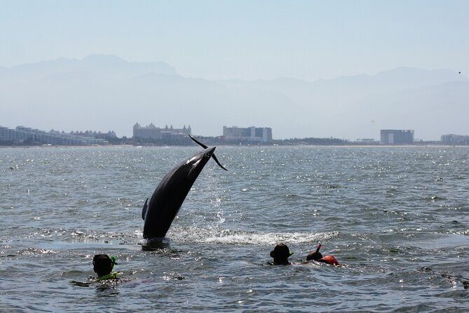 Wild dolphins encounter & snorkeling - Reviewing the Cost & Value
