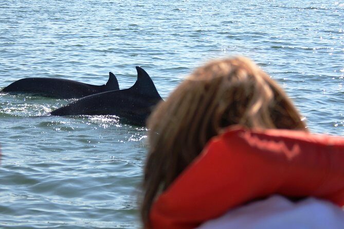 Wild dolphins encounter & snorkeling - The Sum Up: Who Will Enjoy This Tour?