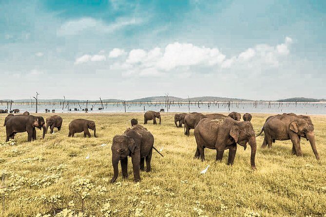 Wild Elephant Safari in Minneriya National Park - Wild Elephant Safari in Minneriya National Park: A Balanced Look at a Nature Adventure