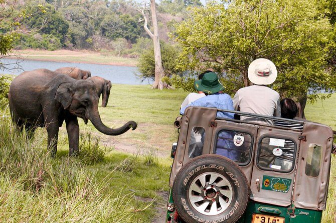 Wild Elephant Safari in Minneriya National Park - Who Should Consider This Safari?