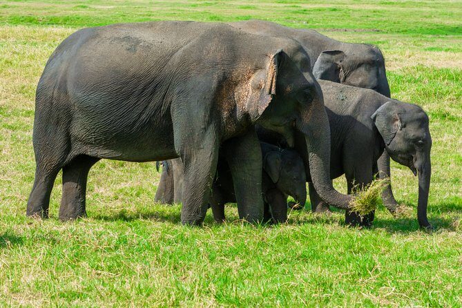Wild Elephant Safari in Minneriya National Park - FAQ