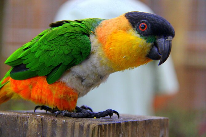 Wild Florida Adventure Package Tour with Transportation - Practical Details and Considerations