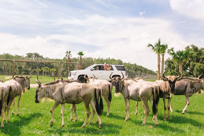 Wild Florida Drive-Thru Safari and Gator Park Admission - Analyzing the Price and Value