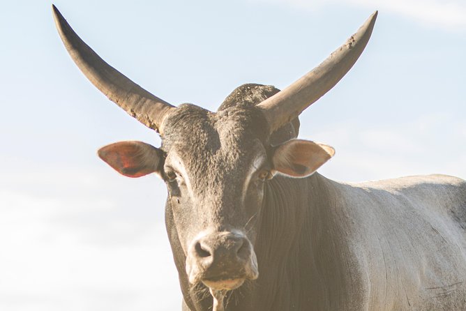 Wild Florida Drive-Thru Safari and Gator Park Admission - The Atmosphere and Visitor Experience