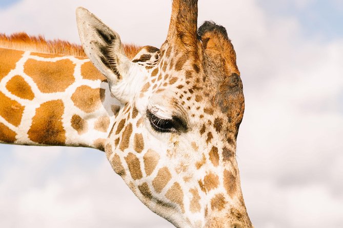 Wild Florida Drive-Thru Safari and Gator Park Admission - Practical Considerations and Tips for Visitors