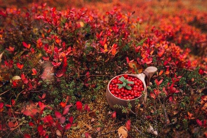 Wild Food & Foraging Hike with Open Fire Lunch - Final Thoughts: Is It Worth the Price?