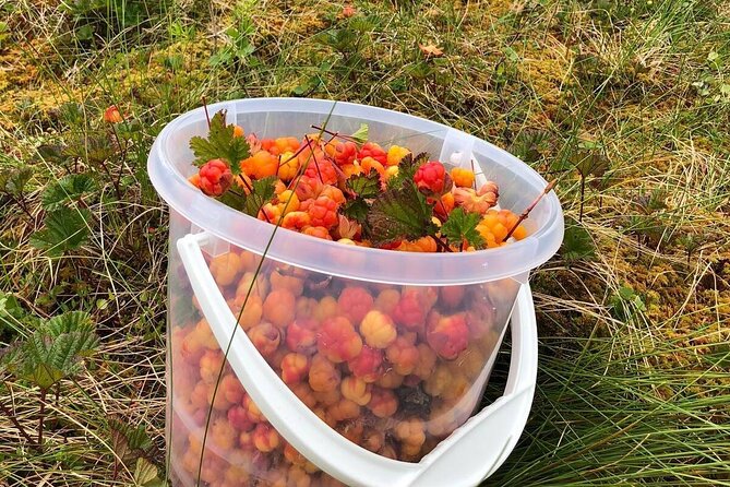 Wild Forest Berries and Mushrooms Picking Tour - FAQ