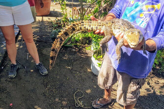 Wild & Free: Lagoon Boat, Beach Horseback, Crocs & Turtle Release - Key Points